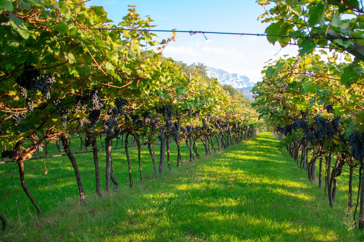 Mix dozen – Lions Gouda Actie